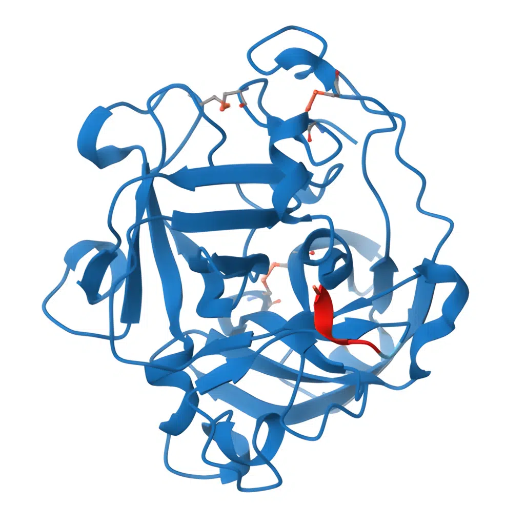 Lys-C - Lysine Endopeptidase - More Biotechnology
